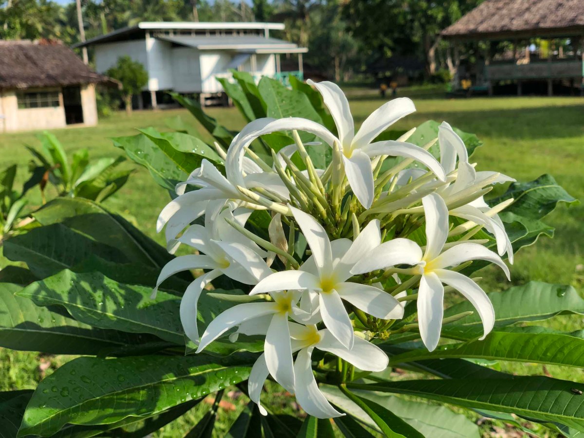 The Notsi Translation – NicholasNews